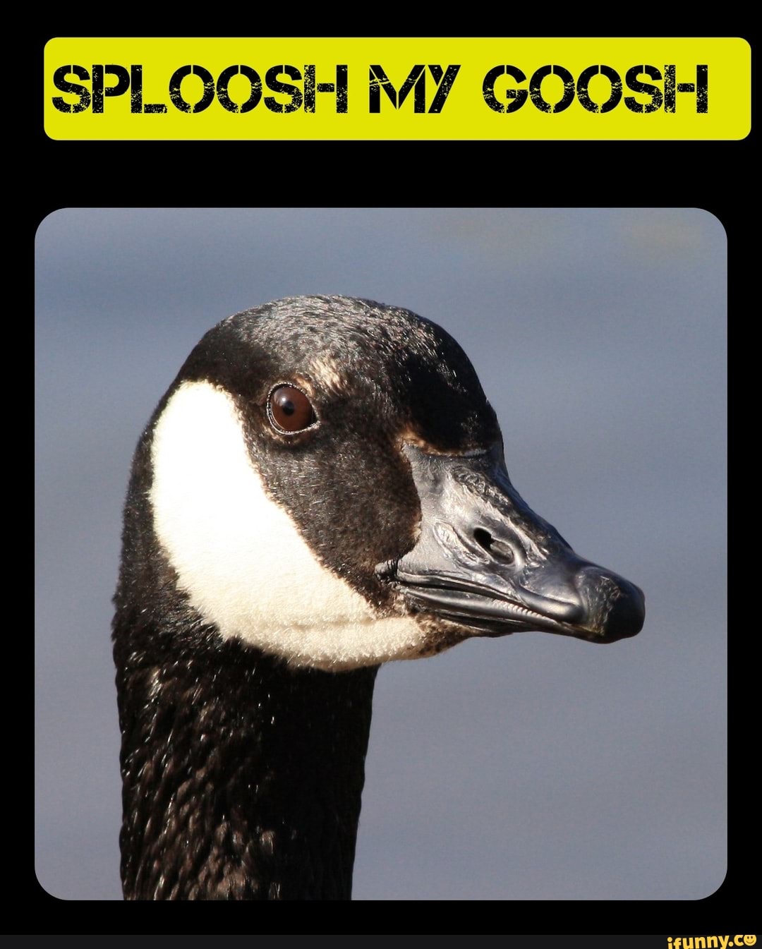 Goosh memes. Best Collection of funny Goosh pictures on iFunny