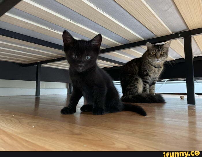 Rhysand memes. Best Collection of funny Rhysand pictures on iFunny