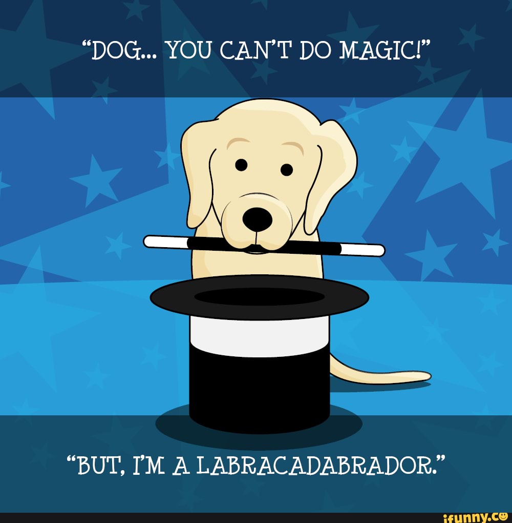 Labracadabrador memes. Best Collection of funny Labracadabrador ...