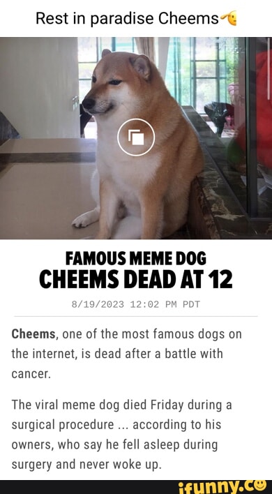 Rest in paradise FAMOUS MEME DOG CHEEMS DEAD AT 12 PM PDT Cheems, one ...