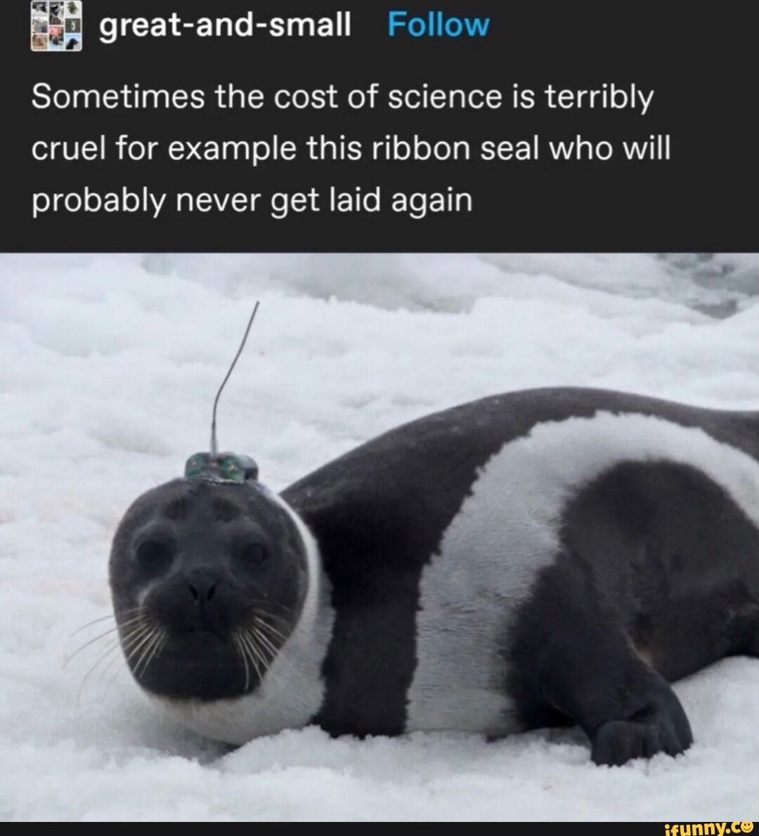 Ribbon memes. Best Collection of funny Ribbon pictures on iFunny