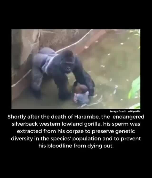 Image Credit: wikipedia Shortly after the death of Harambe, the endangered silverback western ...