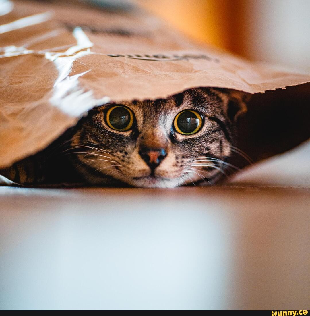 Hidding memes. Best Collection of funny Hidding pictures on iFunny