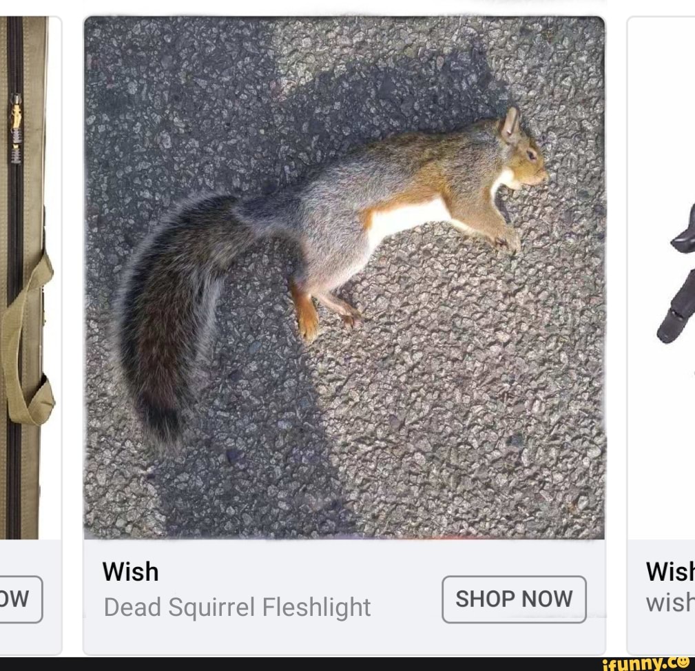 Funny Dead Squirrel