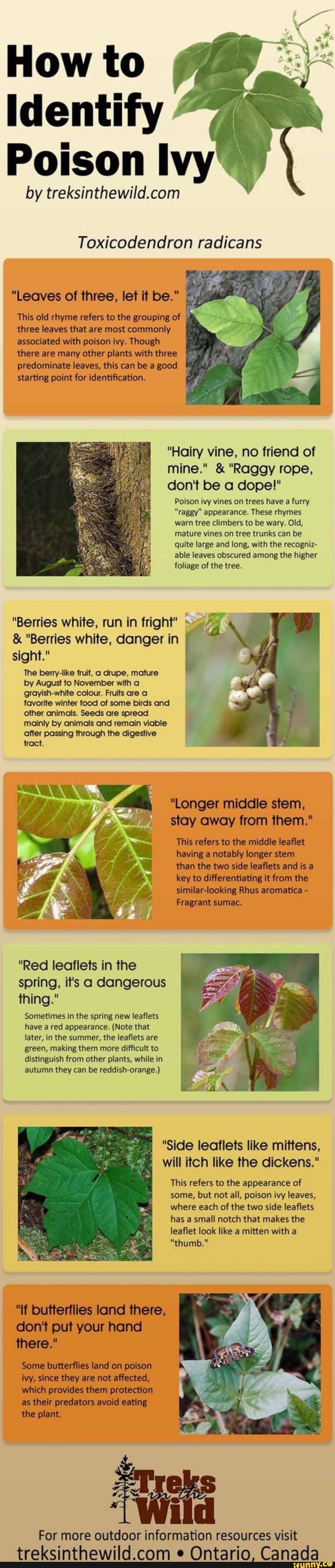 How to identify Poison Ivy by "Leaves of three, let it be." This old ...
