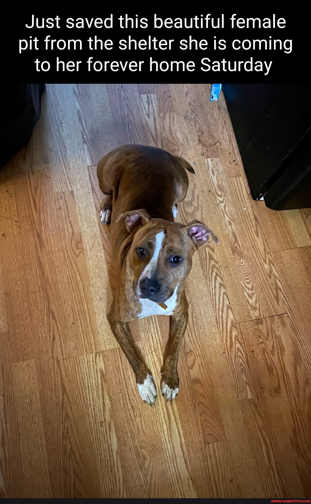 Just saved this beautiful female pit from the shelter she is coming to ...
