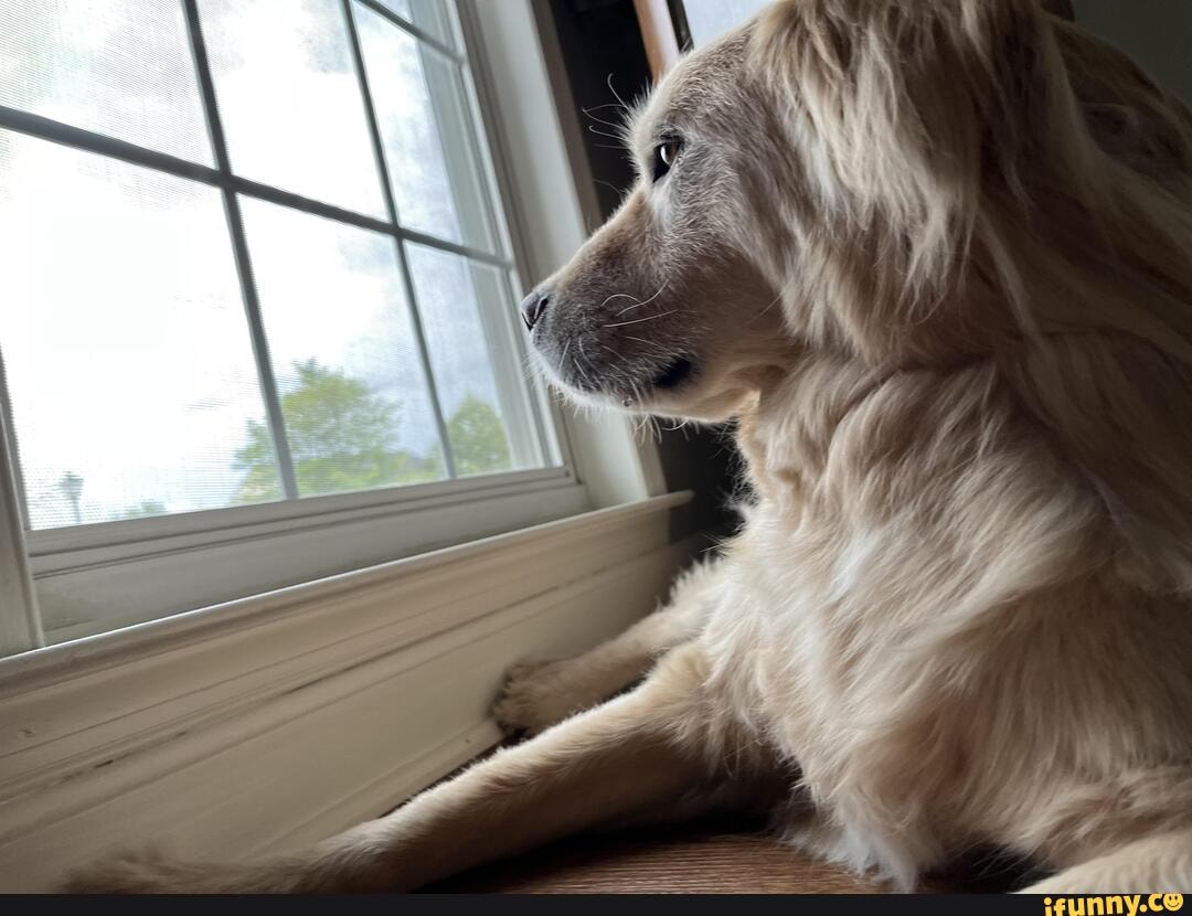 Droolin memes. Best Collection of funny Droolin pictures on iFunny