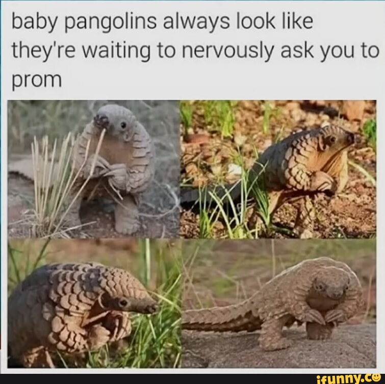 Baby pangolins always look like they're waiting to nervously ask you to ...