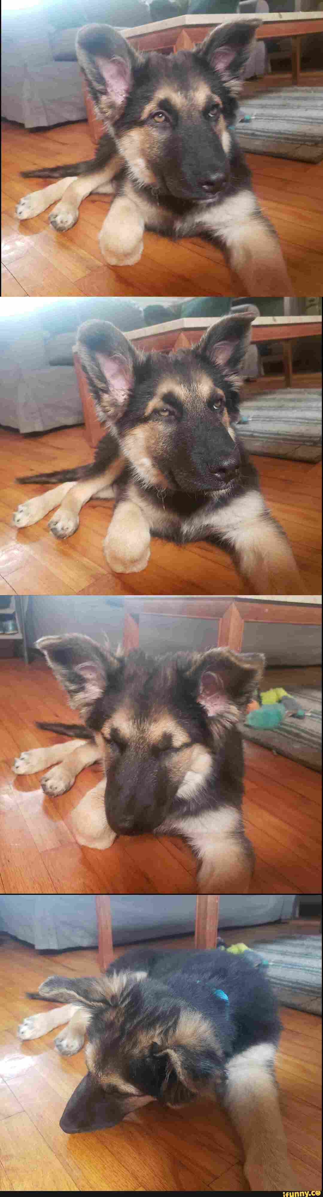 Floppy memes. Best Collection of funny Floppy pictures on iFunny