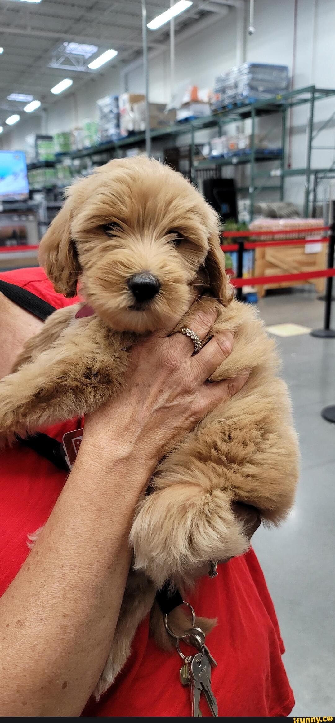 Floofer memes. Best Collection of funny Floofer pictures on iFunny