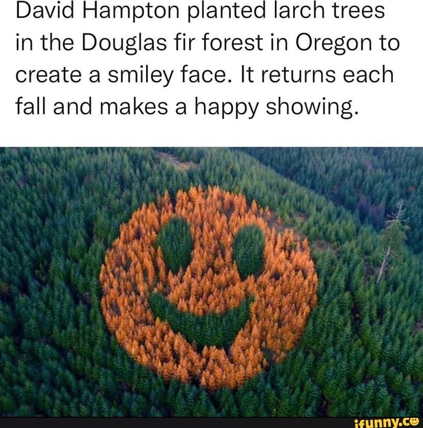 David Hampton planted larch trees in the Douglas fir forest in Oregon ...
