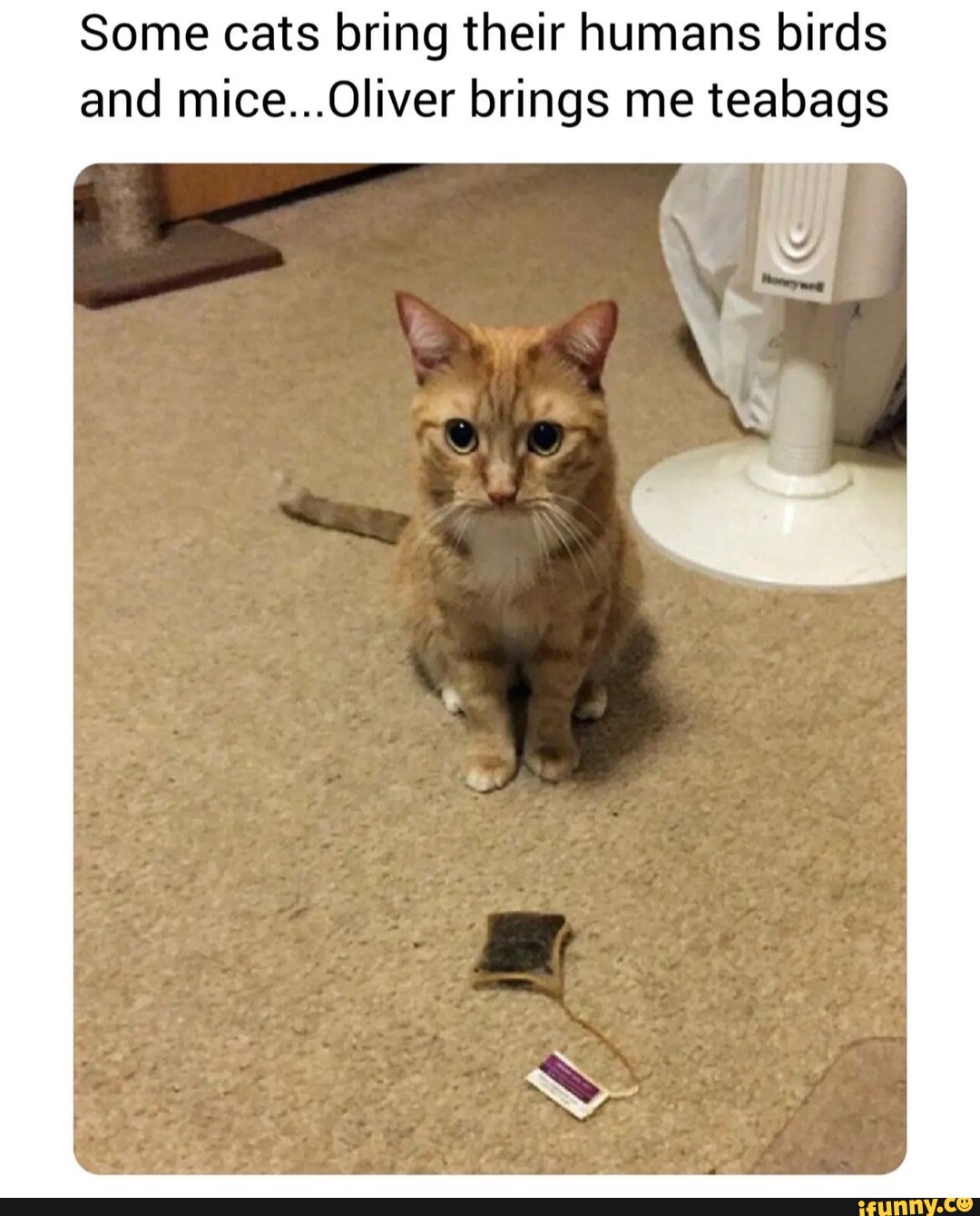 Some cats bring their humans birds and mice...Oliver brings me teabags ...