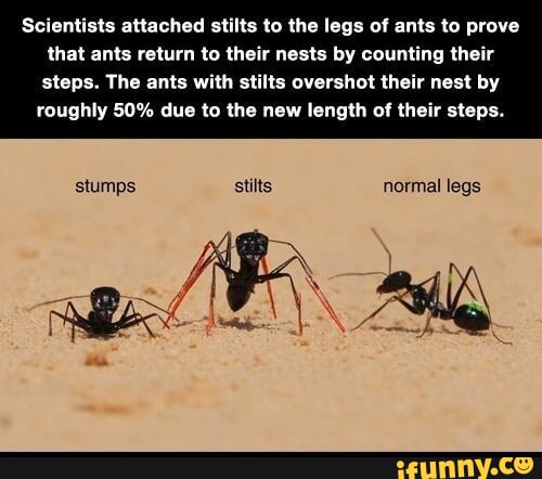 Stilts memes. Best Collection of funny Stilts pictures on iFunny