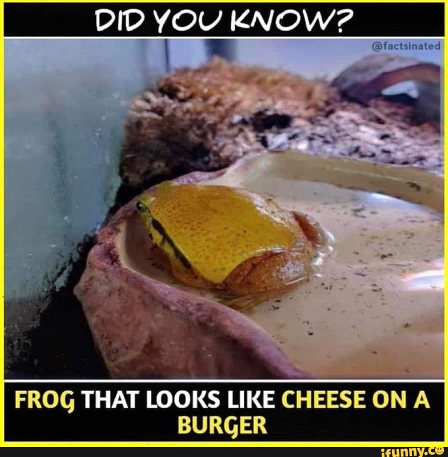 DID YOU KNOW? FROG THAT LOOKS LIKE CHEESE ON BURGER - iFunny