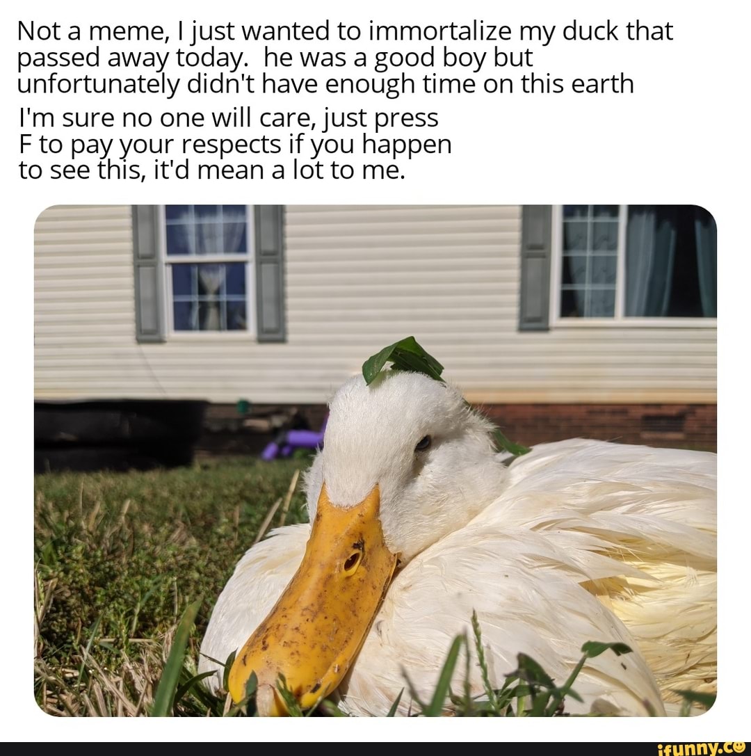 Not a meme, I just wanted to immortalize my duck that passed away today ...