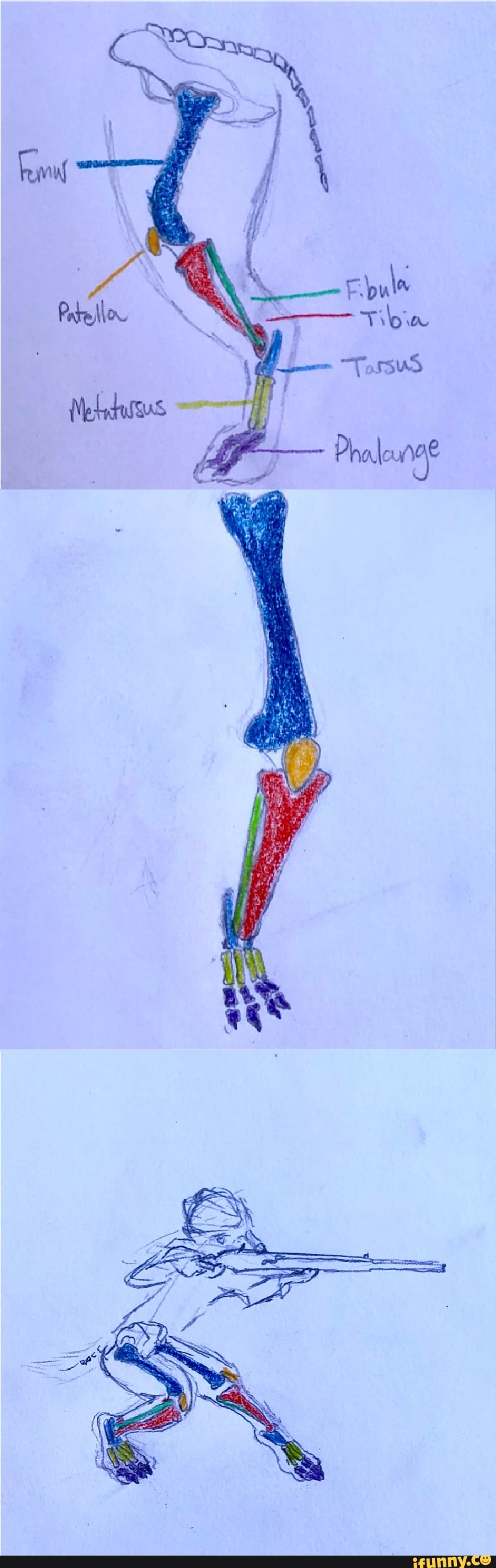 Digitigrade memes. Best Collection of funny Digitigrade pictures on iFunny