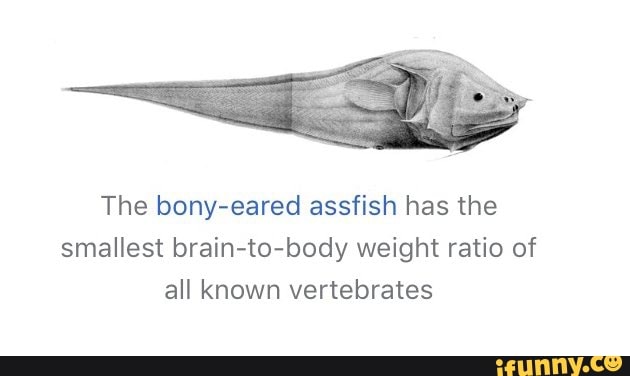 The bony-eared assfish has the smallest brain-to-body weight ratio of ...