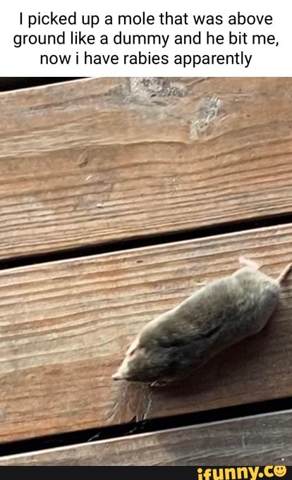 Rabies memes. Best Collection of funny Rabies pictures on iFunny