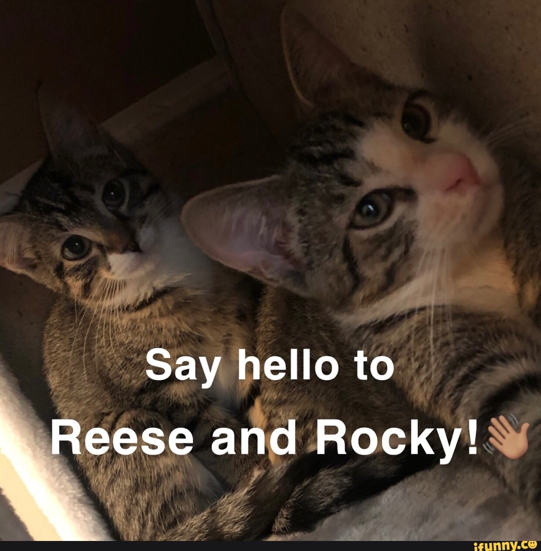 Say hello to and Rocky! - iFunny