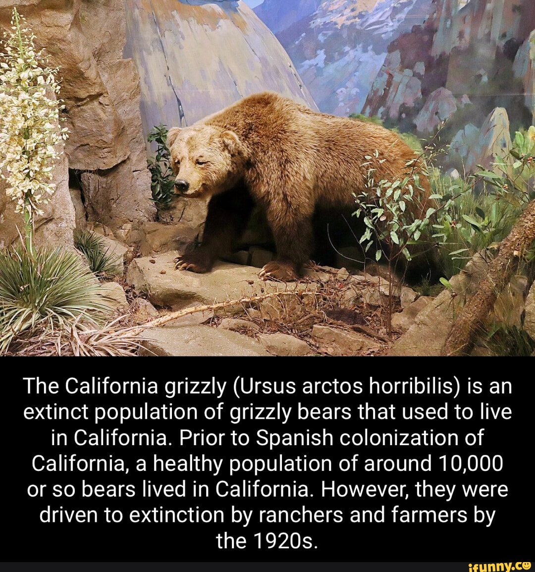 The California grizzly (Ursus arctos horribilis) is an extinct ...