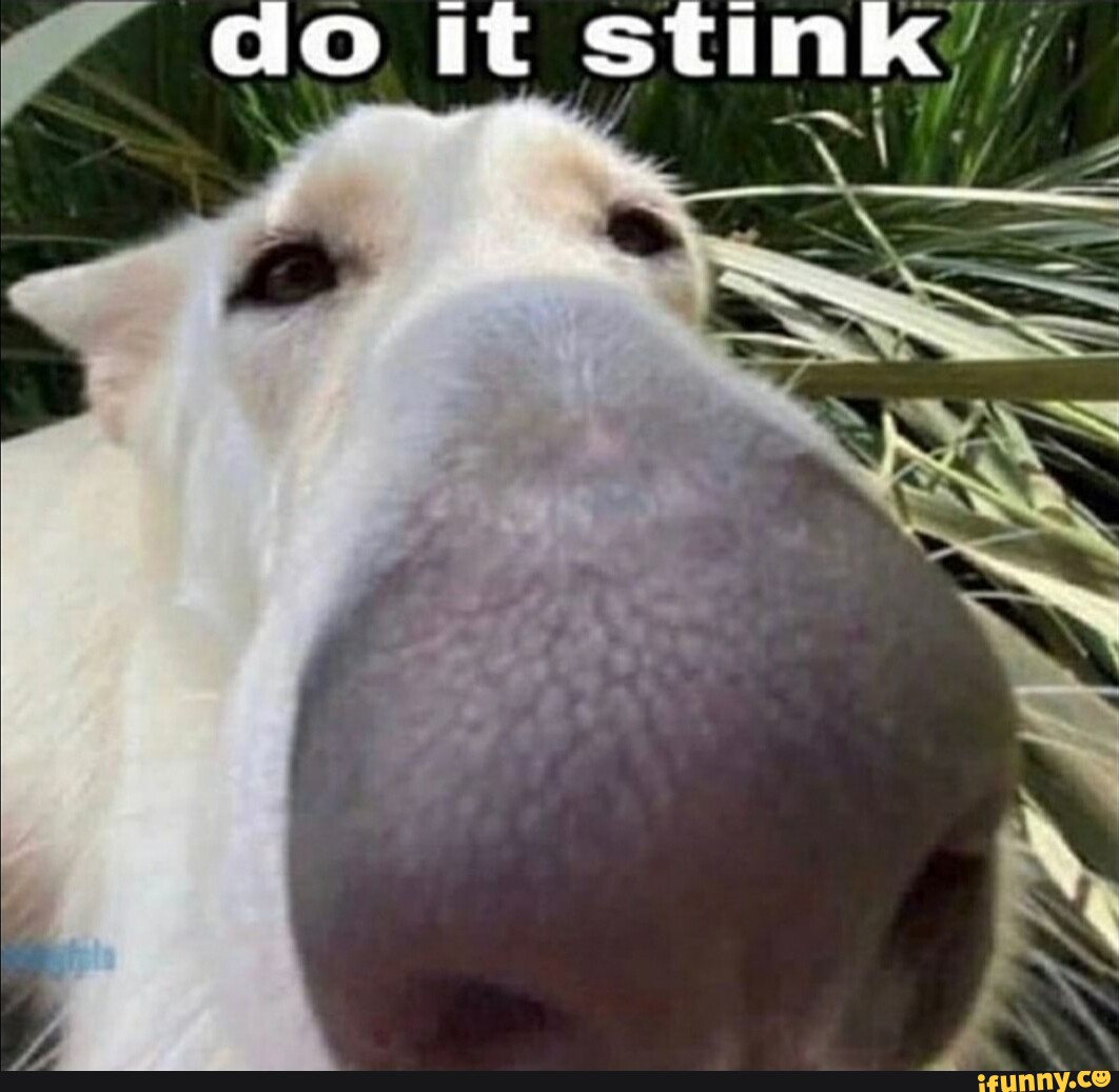 Do it stink SSS - iFunny