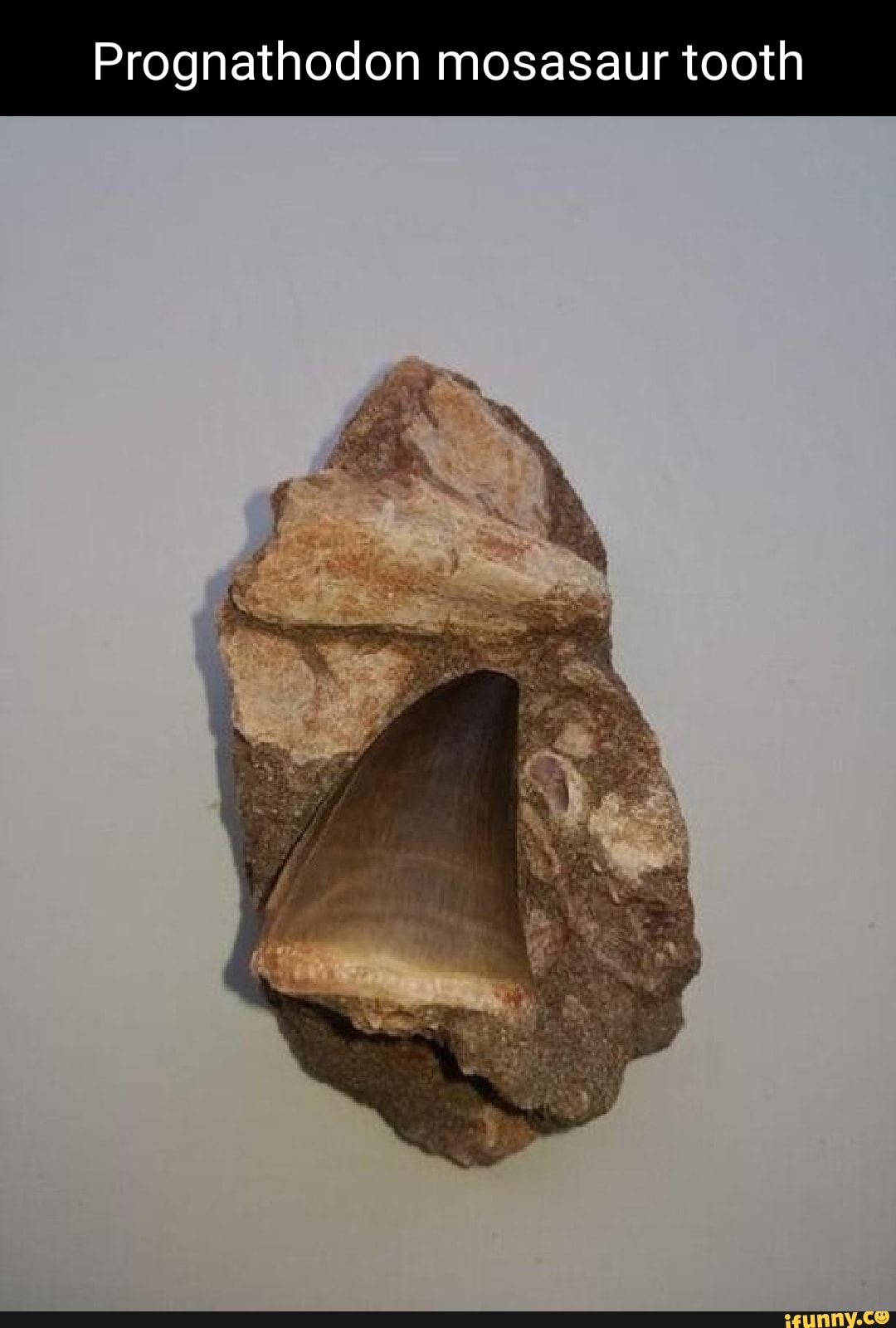 Prognathodon mosasaur tooth - iFunny
