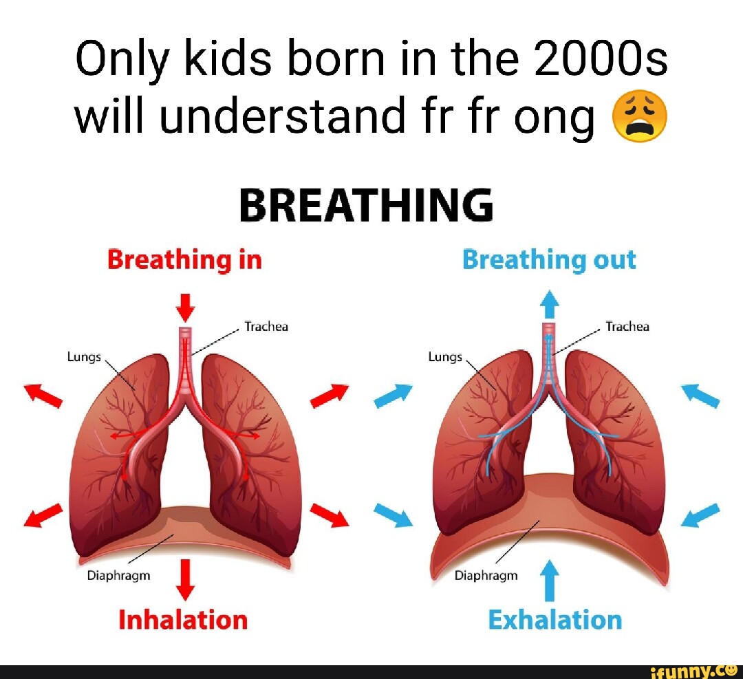 Diaphragm memes. Best Collection of funny Diaphragm pictures on iFunny