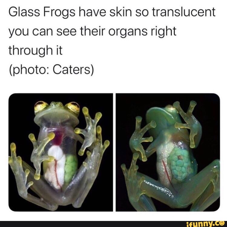 Glass Frogs have skin so translucent you can see their organs right ...