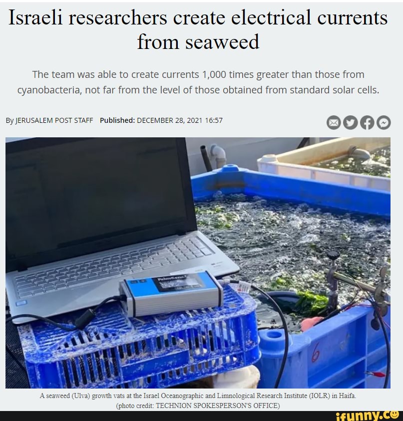 Seaweed Power! - Israeli researchers create electrical currents from ...