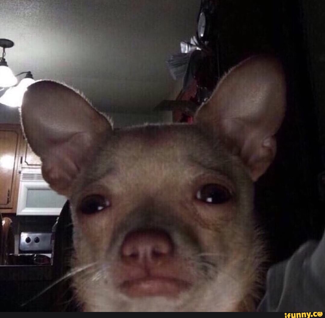 Bork memes. Best Collection of funny Bork pictures on iFunny