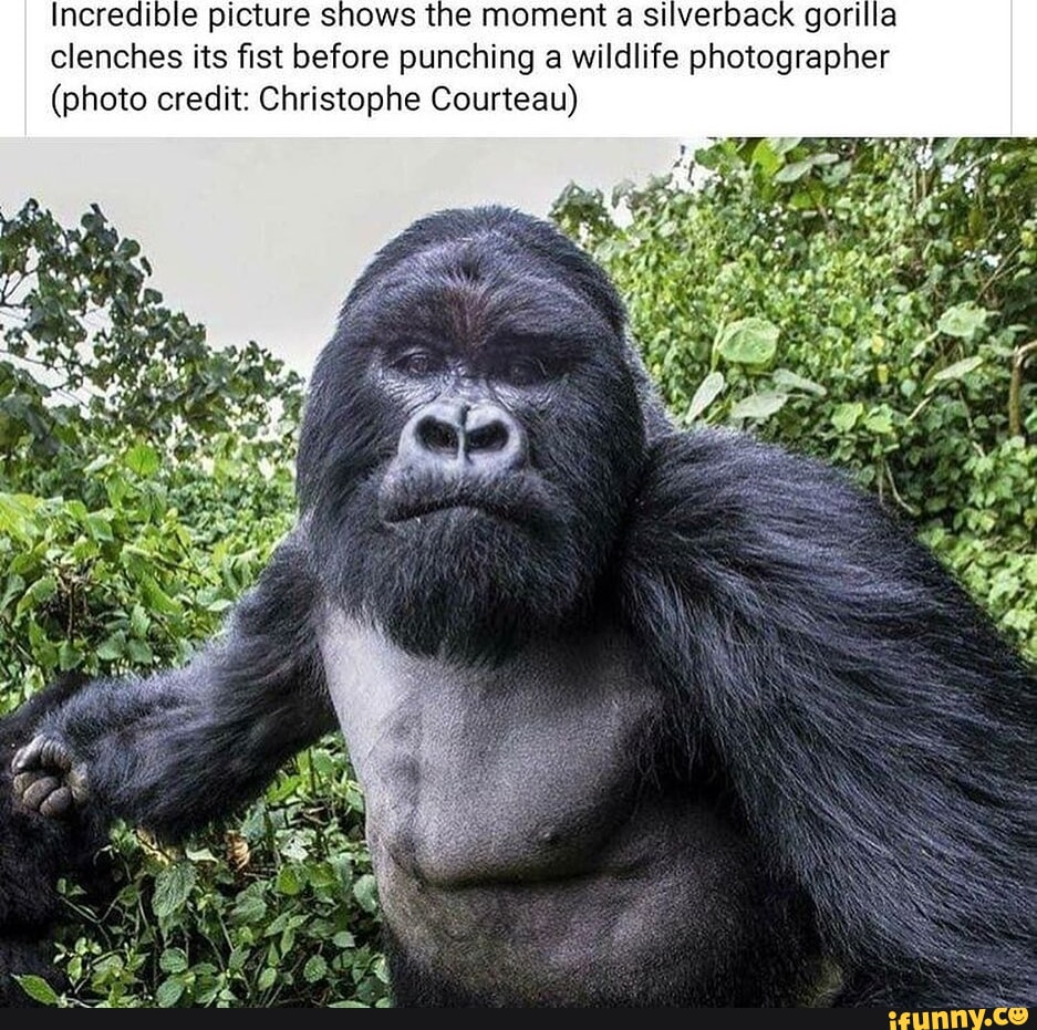 Incredible picture snows the moment a silverback gorilla clenches its ...
