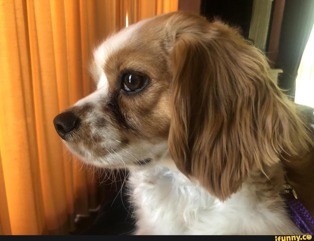 Cavoodle memes. Best Collection of funny Cavoodle pictures on iFunny