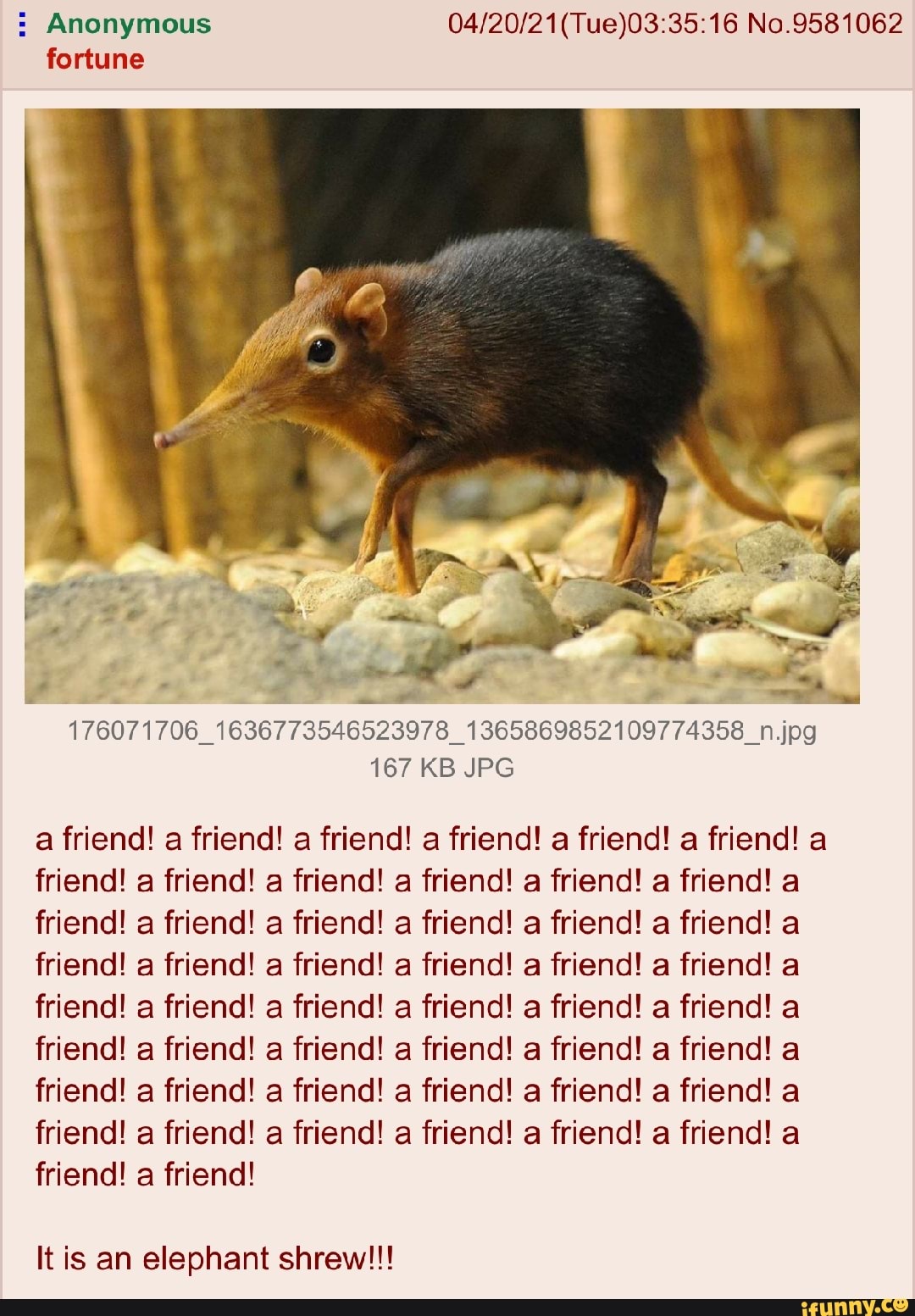 Shrew memes. Best Collection of funny Shrew pictures on iFunny