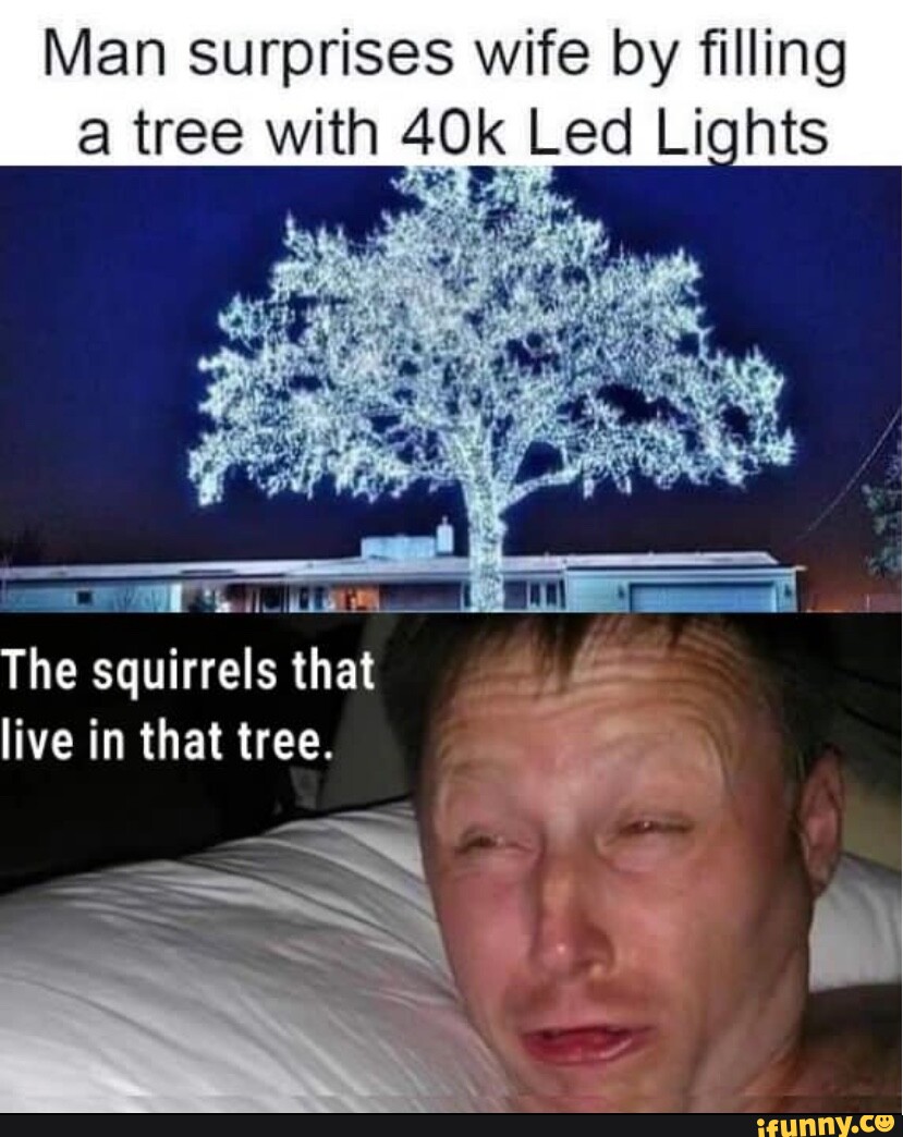 Man surprises wife by filling a tree with Led Lights The squirrels that ...