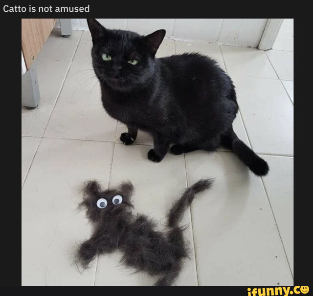 Catto is not amused - iFunny