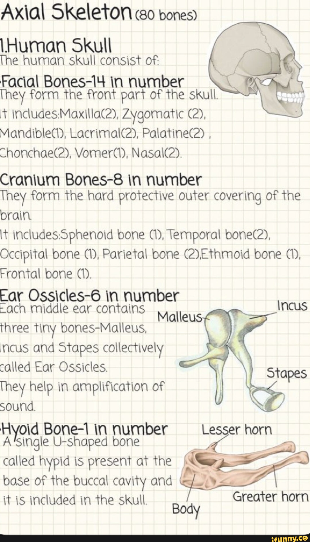 Axial Skeleton bones) Human Skull The human skull consist of: Facial ...