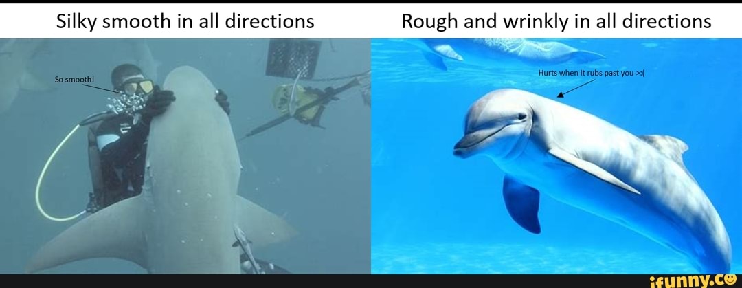 Sharkgang memes. Best Collection of funny Sharkgang pictures on iFunny