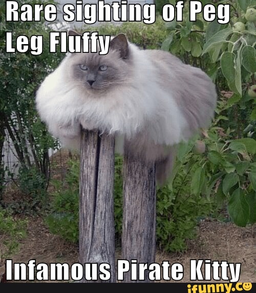 Rare sighting of Peg Leg Fluffy Infamous Pirate Kitty - iFunny