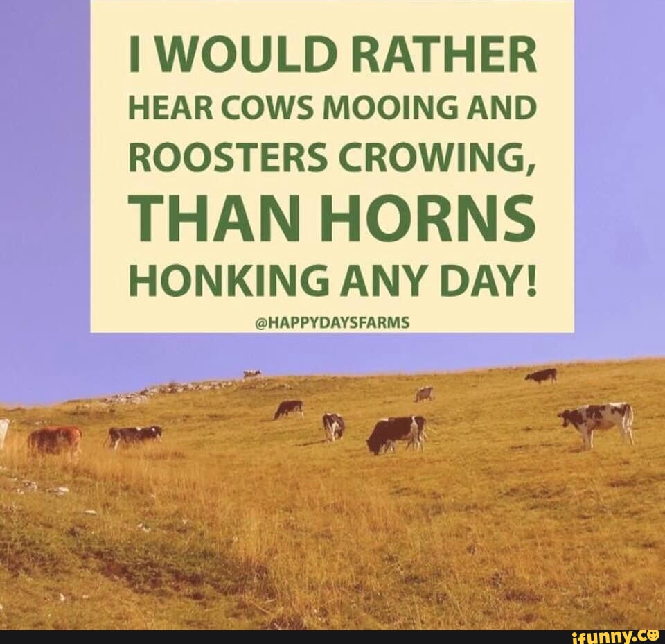 Honking memes. Best Collection of funny Honking pictures on iFunny