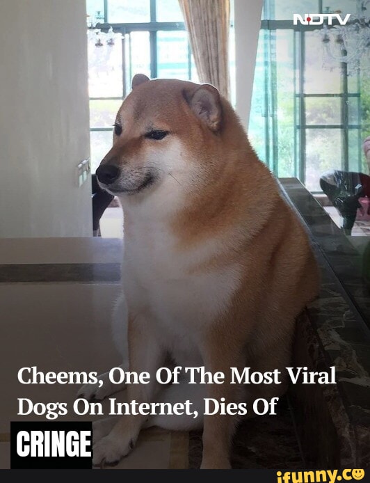 Cheems, One Of The Most Viral Dogs On Internet, Dies Of CRINGE - iFunny