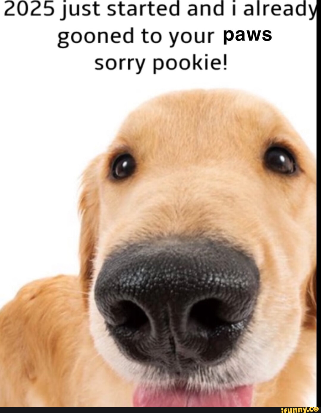 2025 just Started and already gooned to your paws sorry pookie! - iFunny