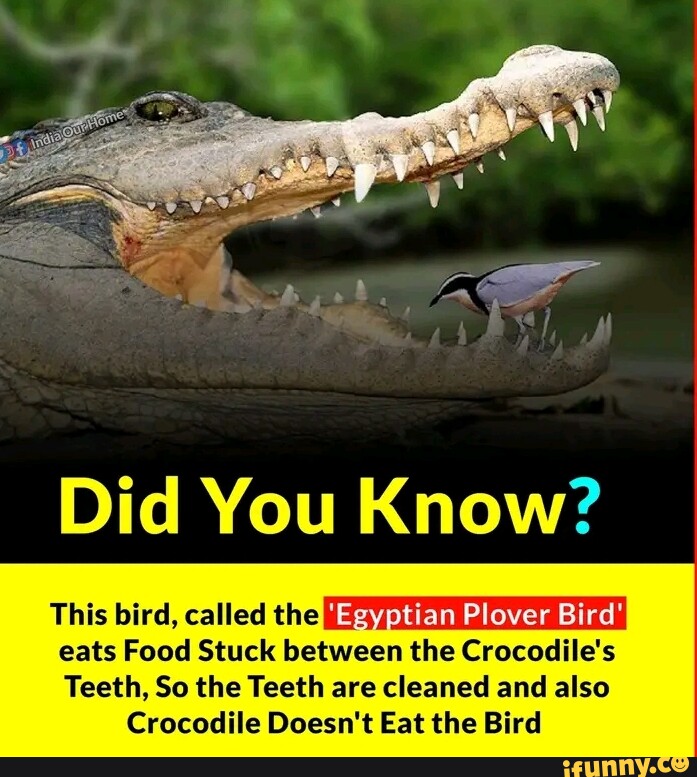 Plover memes. Best Collection of funny Plover pictures on iFunny