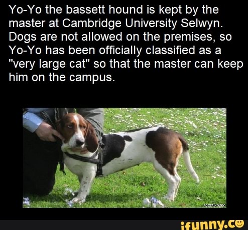Yo-Yo the bassett hound is kept by the master at Cambridge University ...