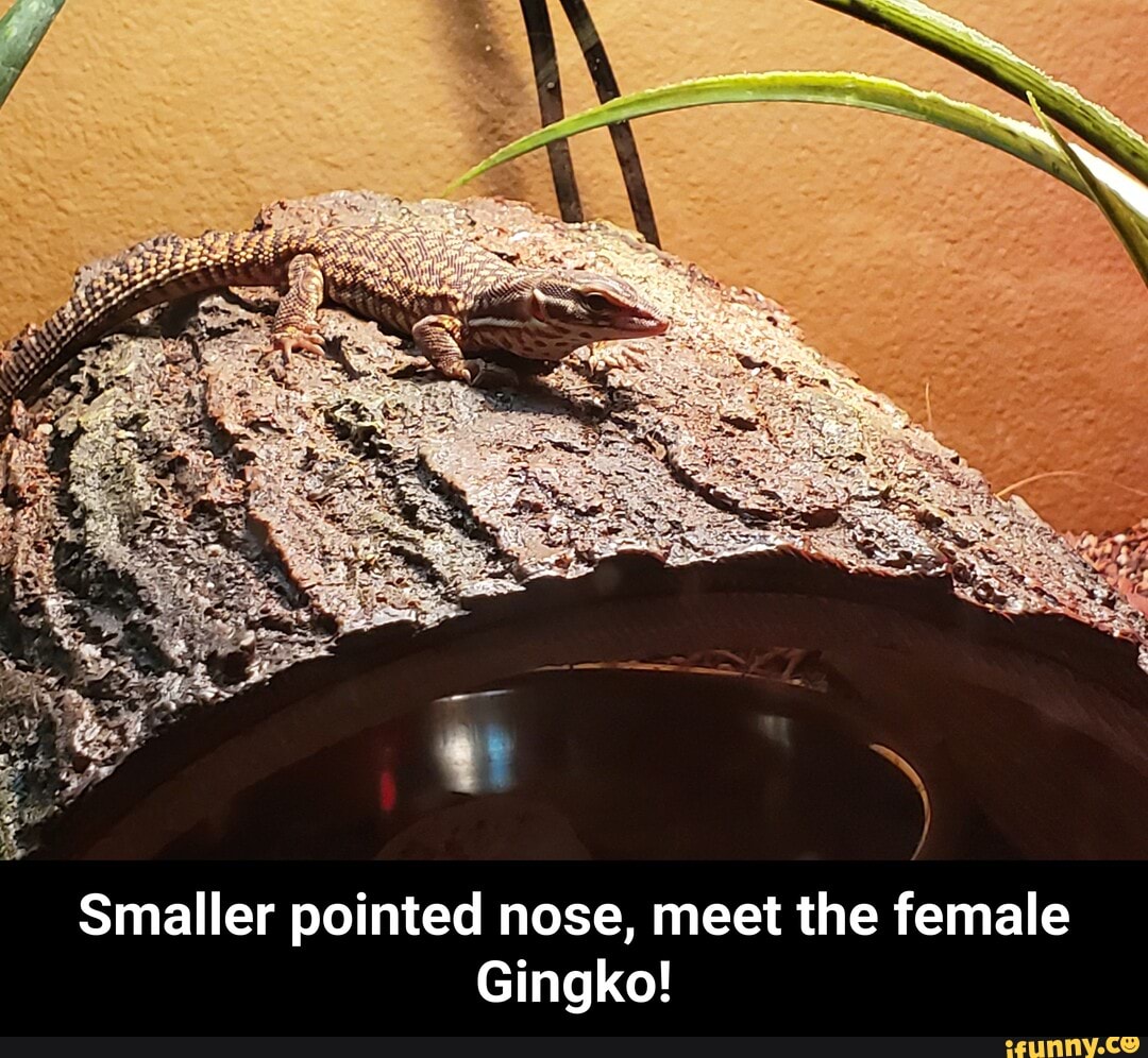 Smaller pointed nose, meet the female Gingko! - Smaller pointed nose ...