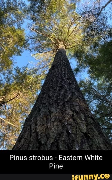 Pinus strobus - Eastern White Pine - iFunny