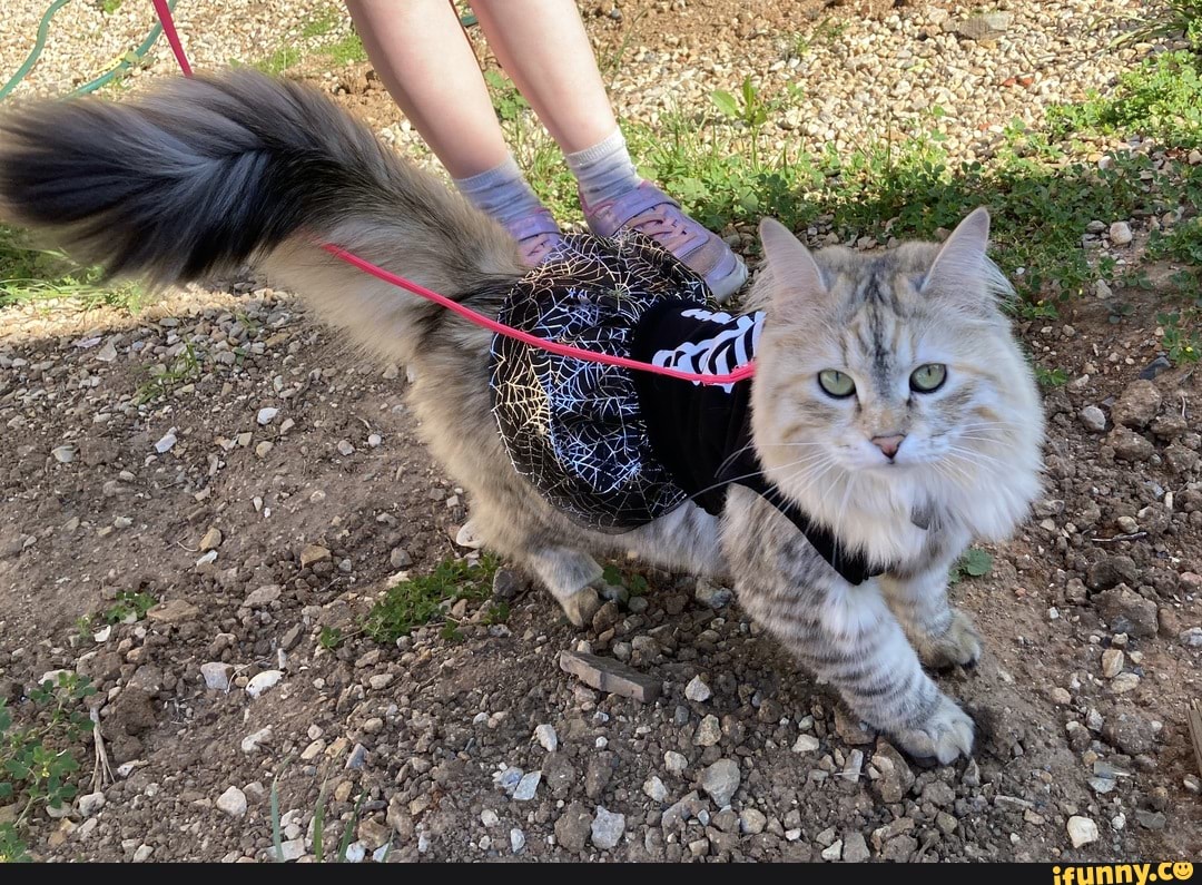 Siberian_forest_cat memes. Best Collection of funny Siberian_forest_cat ...