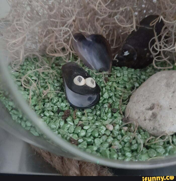 Mussel memes. Best Collection of funny Mussel pictures on iFunny