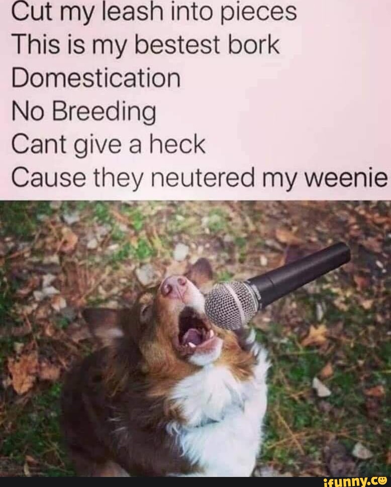 Bork memes. Best Collection of funny Bork pictures on iFunny