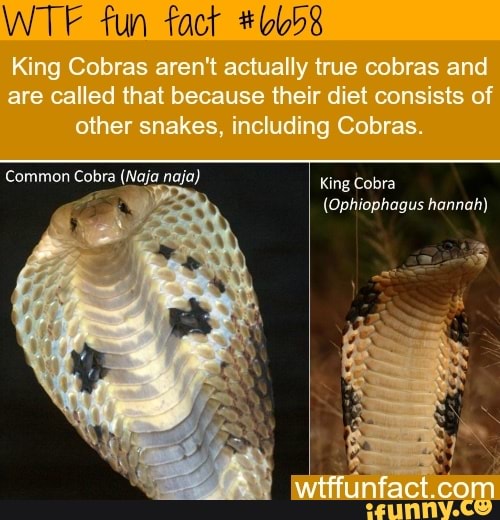 Fun fact Common Cobra (Naja naja) King Cobras aren't actually true ...