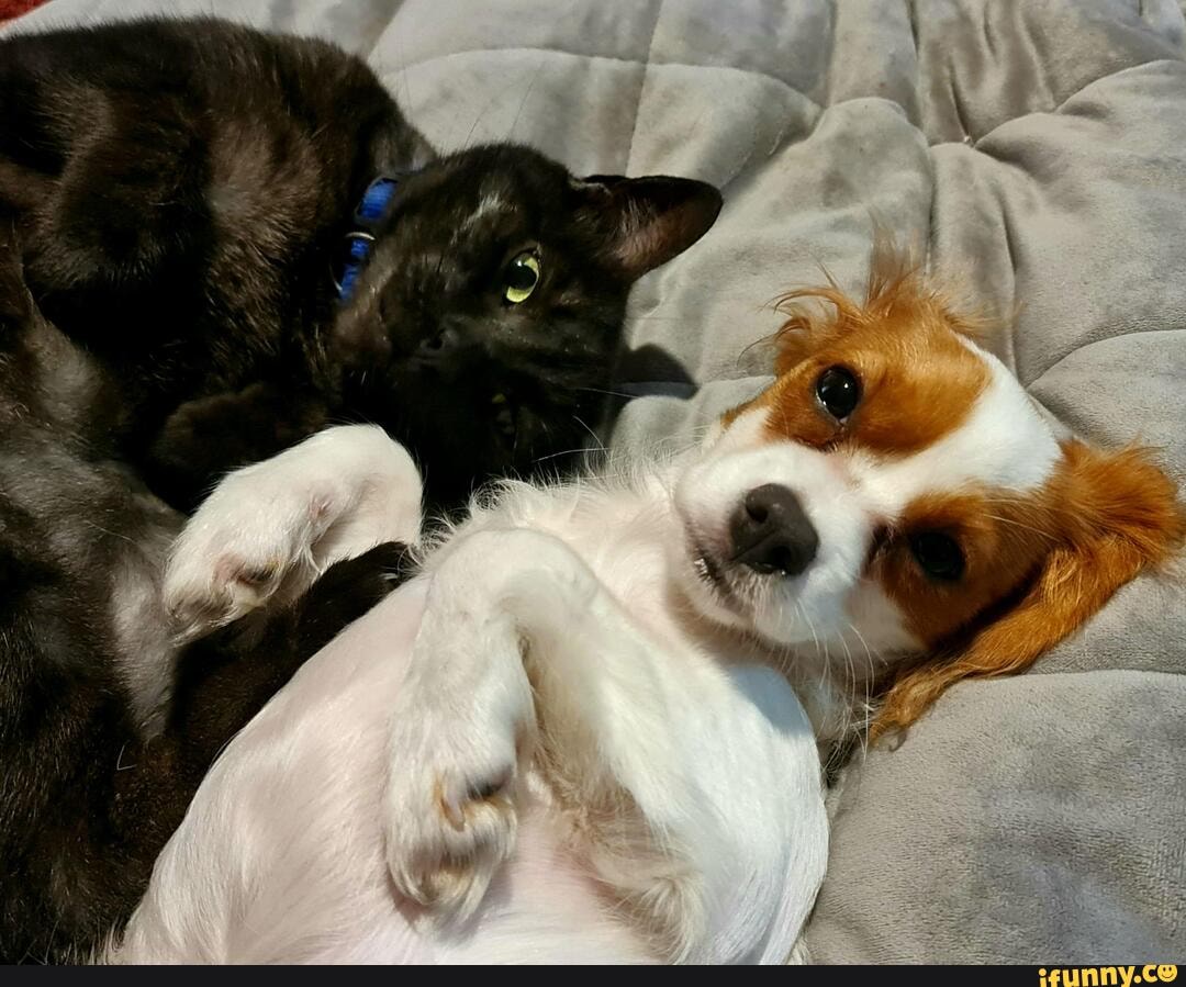 Cavoodle memes. Best Collection of funny Cavoodle pictures on iFunny